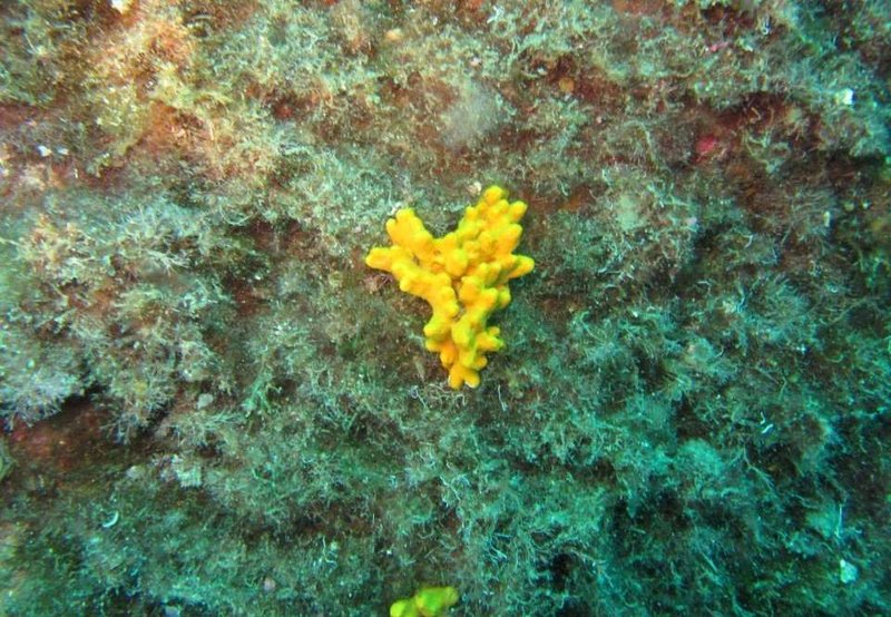 Ischia Meeresflora Meeresfauna - Meerespflanzen- Meerestierwelt Ischia