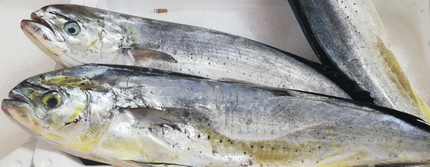 Ischia Lampuga - Rezept Fischgericht Lampuga Inselspezialität auf Ischia